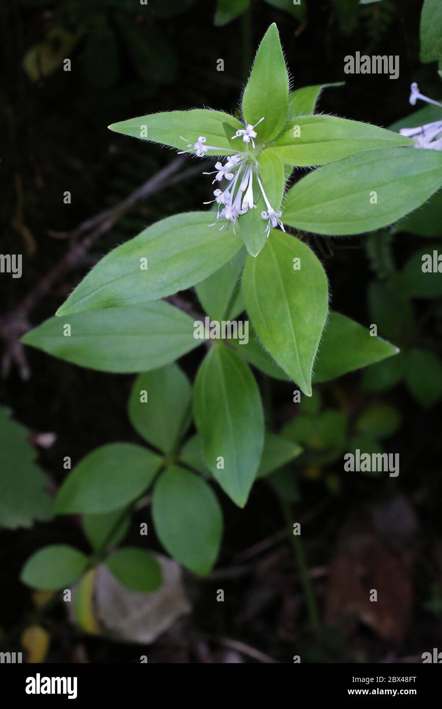 Asperula taurina subsp. leucanthera, Pink Woodruff. Wild plant shot in ...