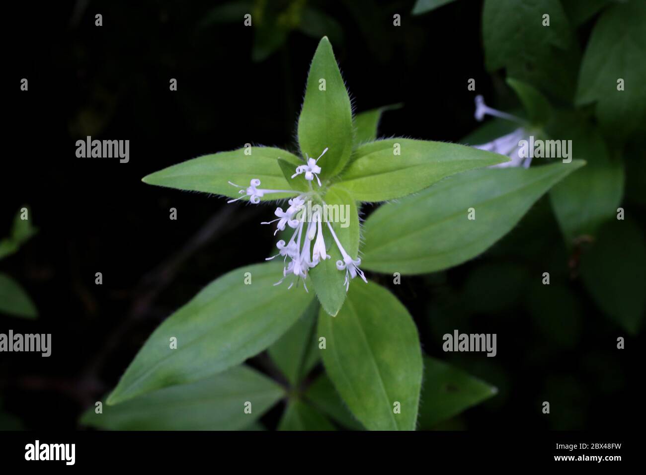 Asperula taurina subsp. leucanthera, Pink Woodruff. Wild plant shot in ...
