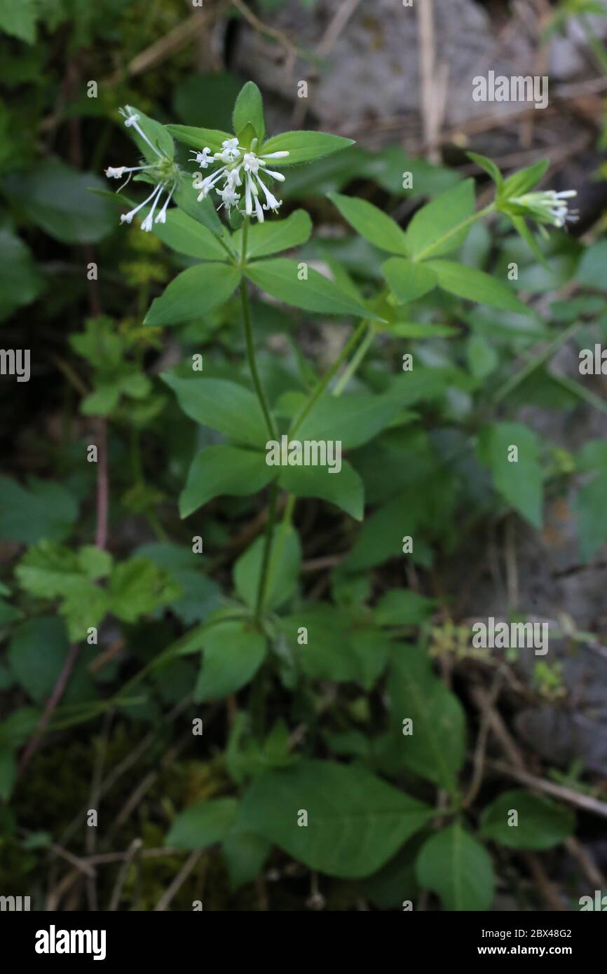 Asperula taurina subsp. leucanthera, Pink Woodruff. Wild plant shot in ...