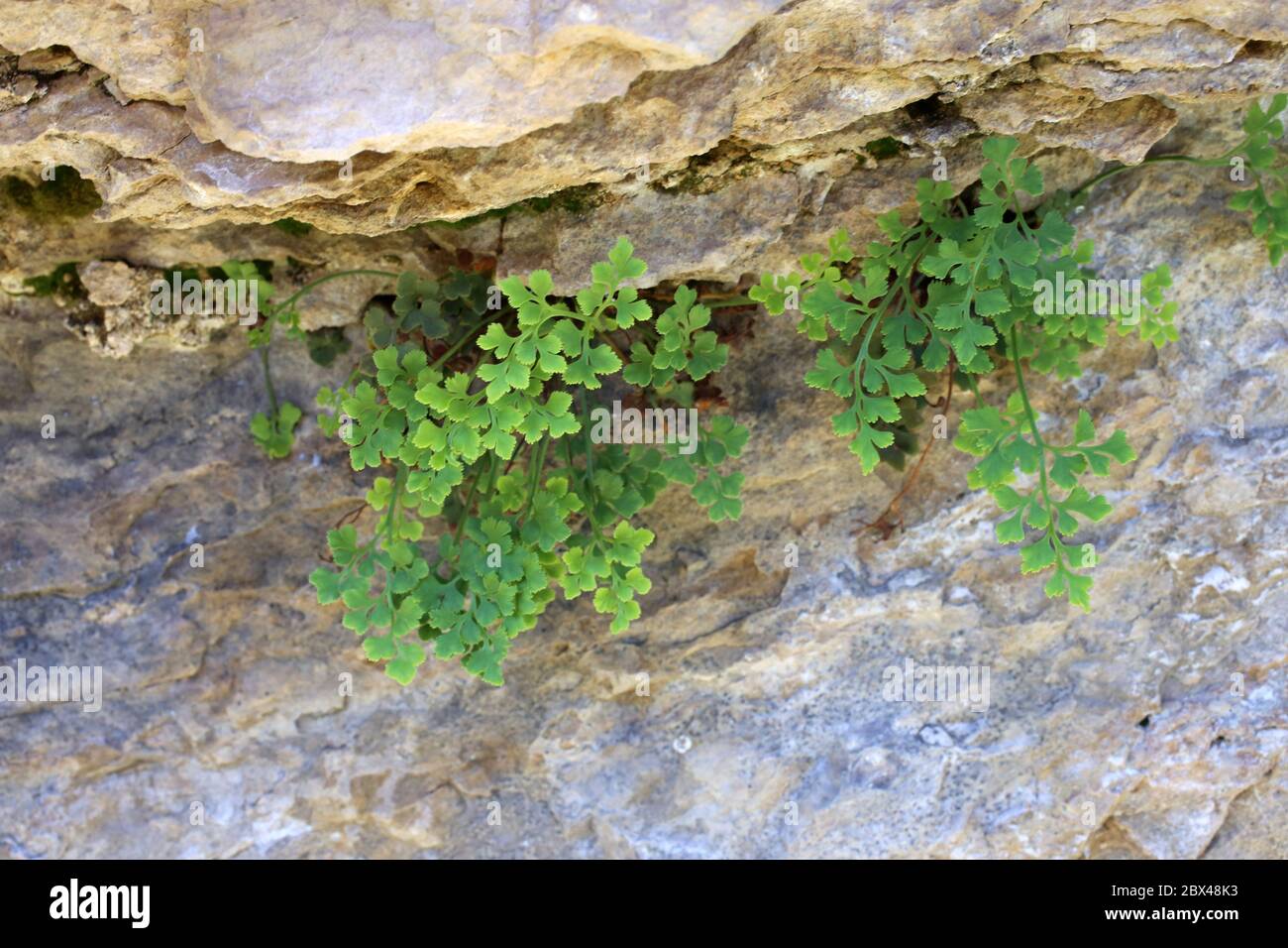 Asplenium ruta-muraria, Wall-Rue. Wild plant shot in the spring Stock ...