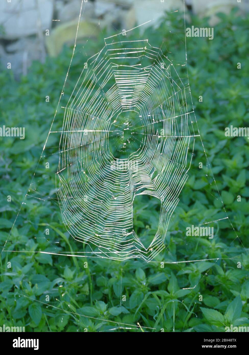 Large spiders hi-res stock photography and images - Alamy