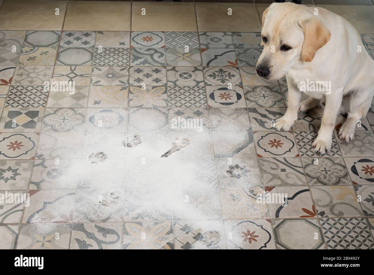 Cat sniffing floor hi-res stock photography and images - Alamy