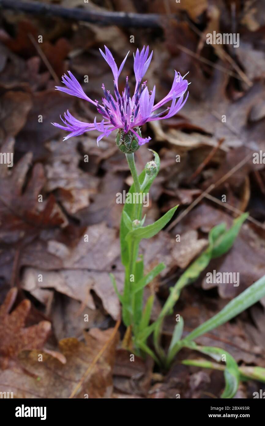 Centaurea pichleri hi-res stock photography and images - Alamy