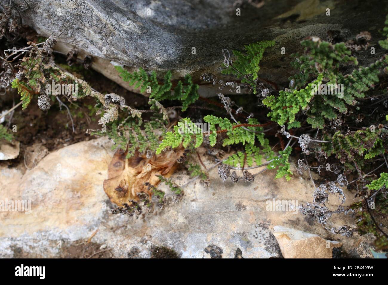Cheilanthes hi-res stock photography and images - Alamy