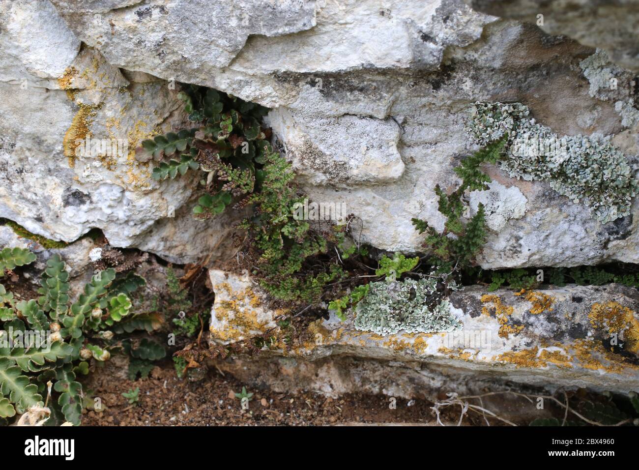 Cheilanthes hi-res stock photography and images - Alamy