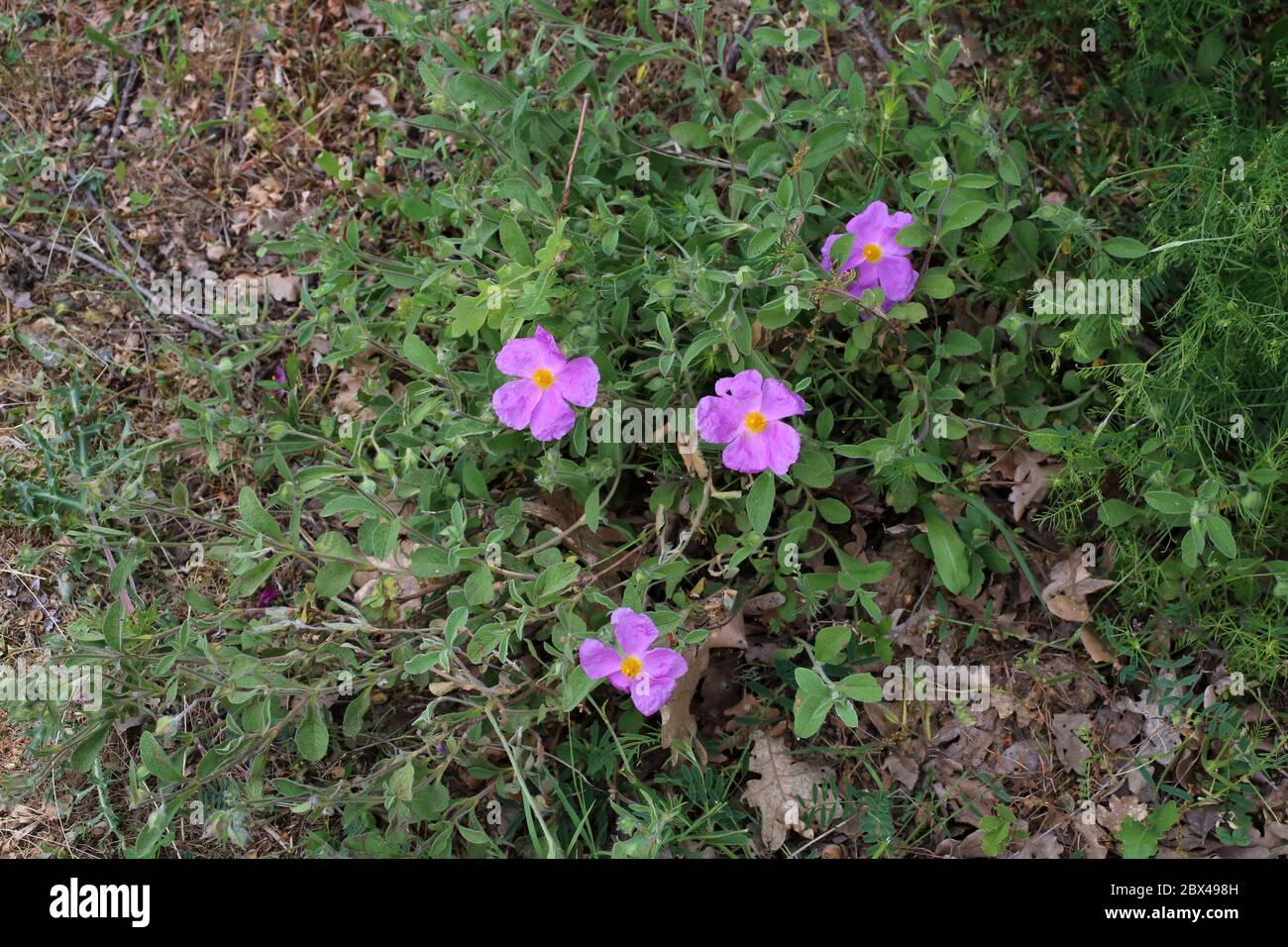 Cistus Incanus High Resolution Stock Photography and Images - Alamy