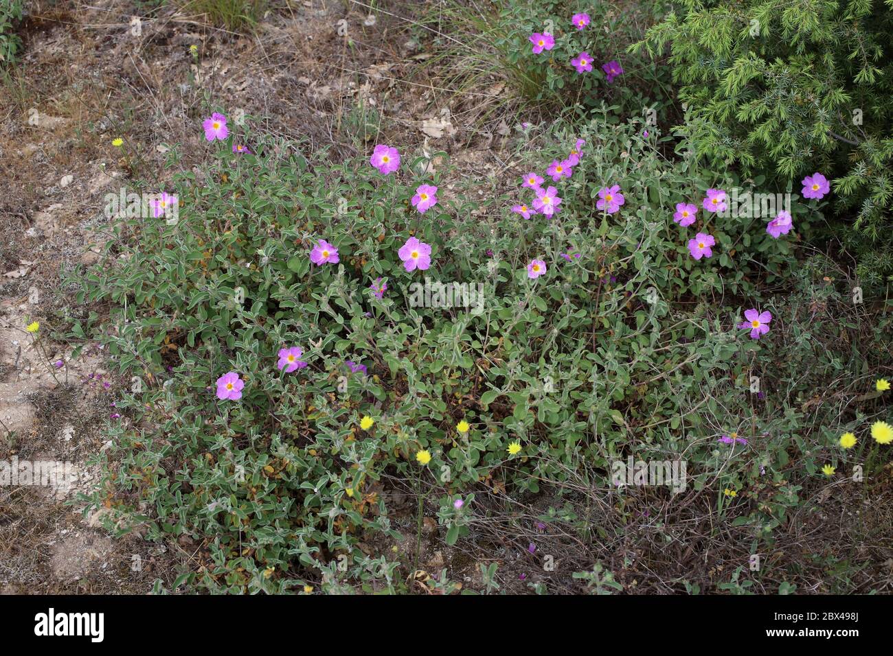 Cistus incanus - Wild plant shot in the spring Stock Photo - Alamy