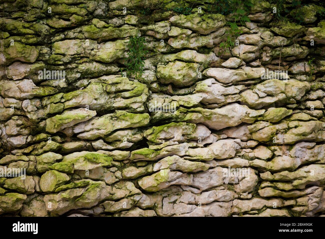 Green vegetation on rock at the lakeside of Lago Alajuela, Republic of ...