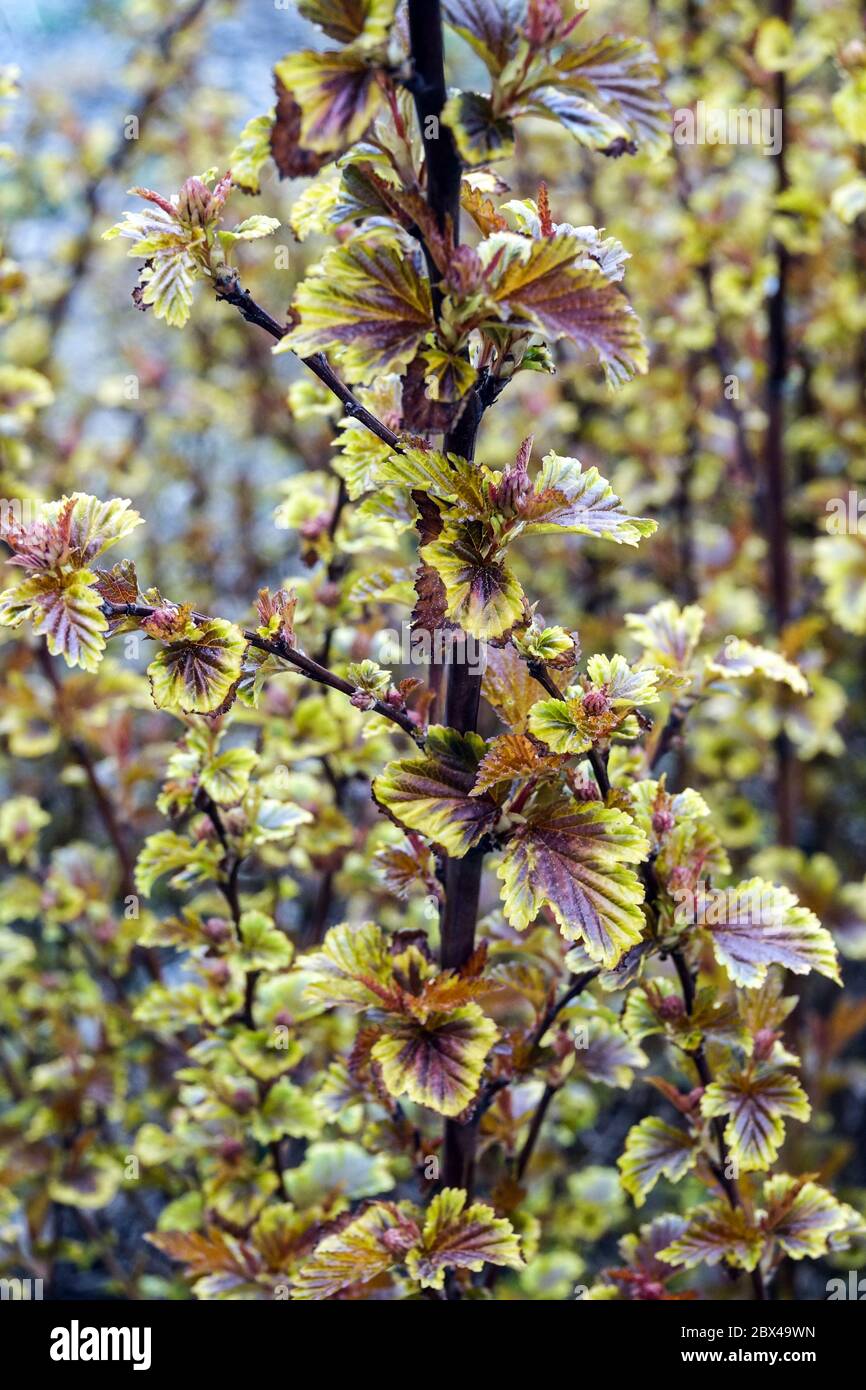 Eastern Ninebark Physocarpus opulifolius Little Angel in april Stock ...