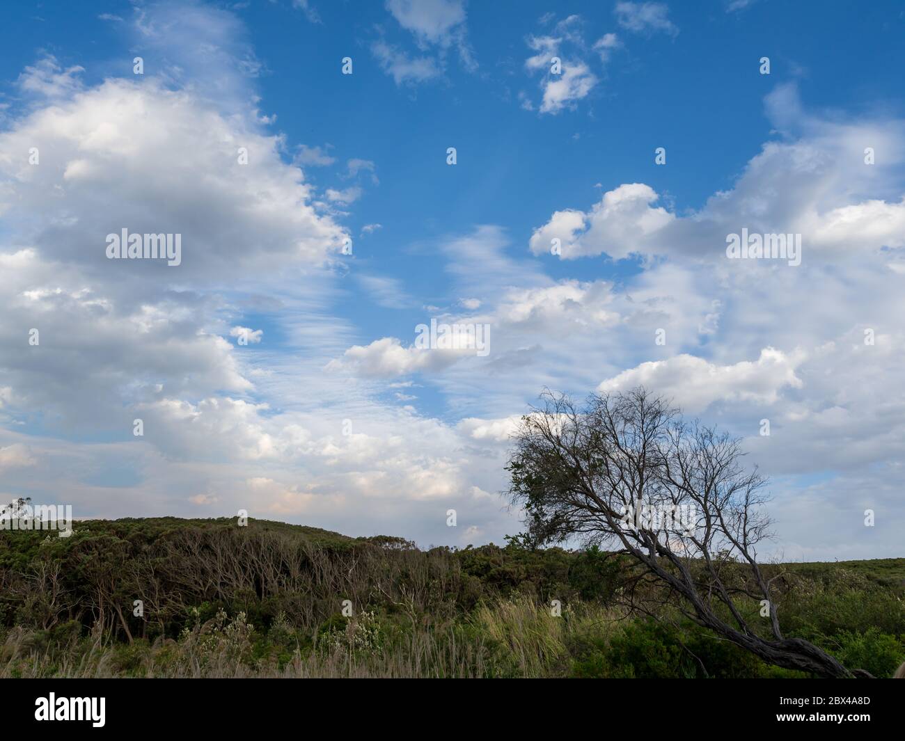 Bright cloudy day with trees Stock Photo - Alamy
