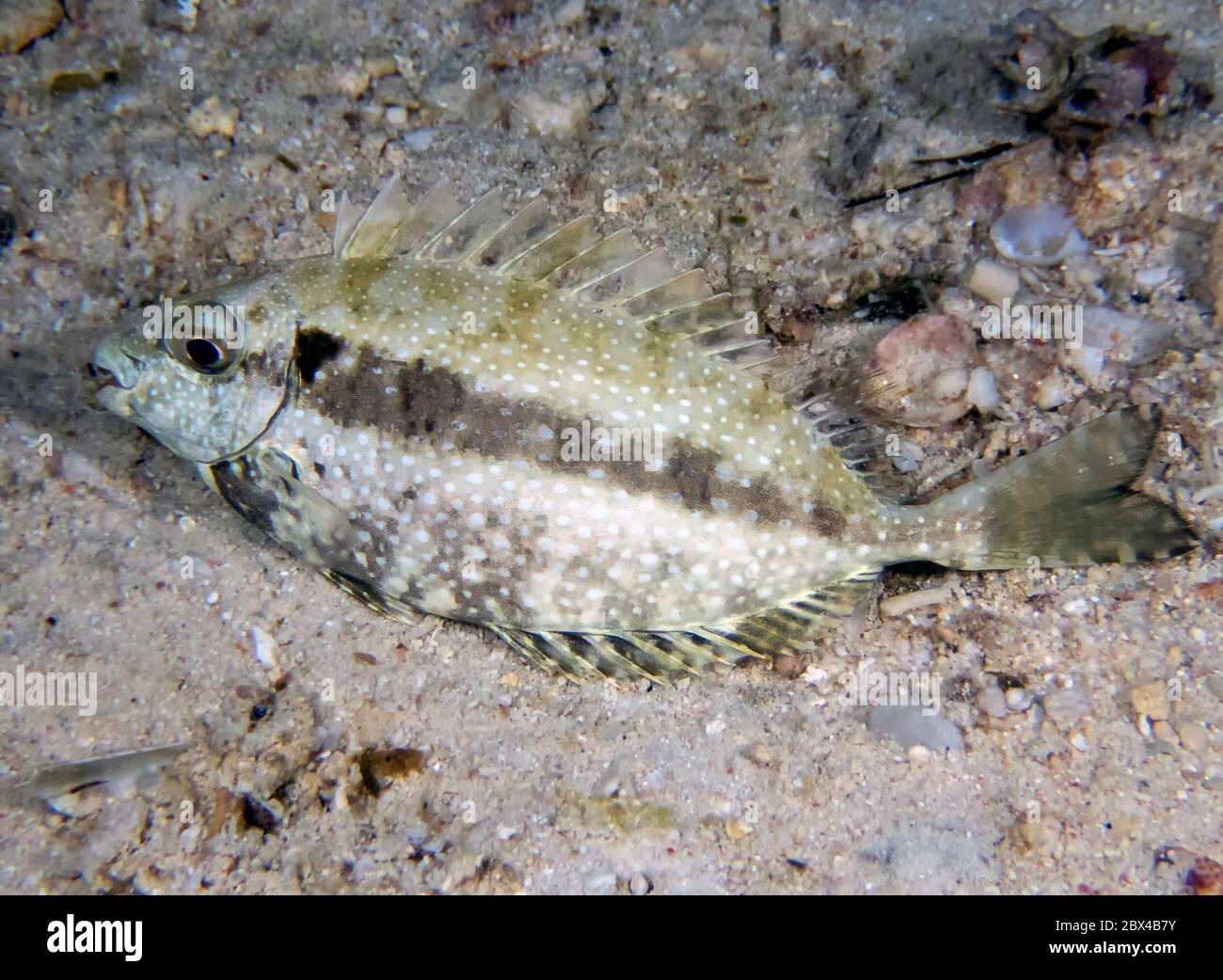 Rabbit fish hi-res stock photography and images - Alamy
