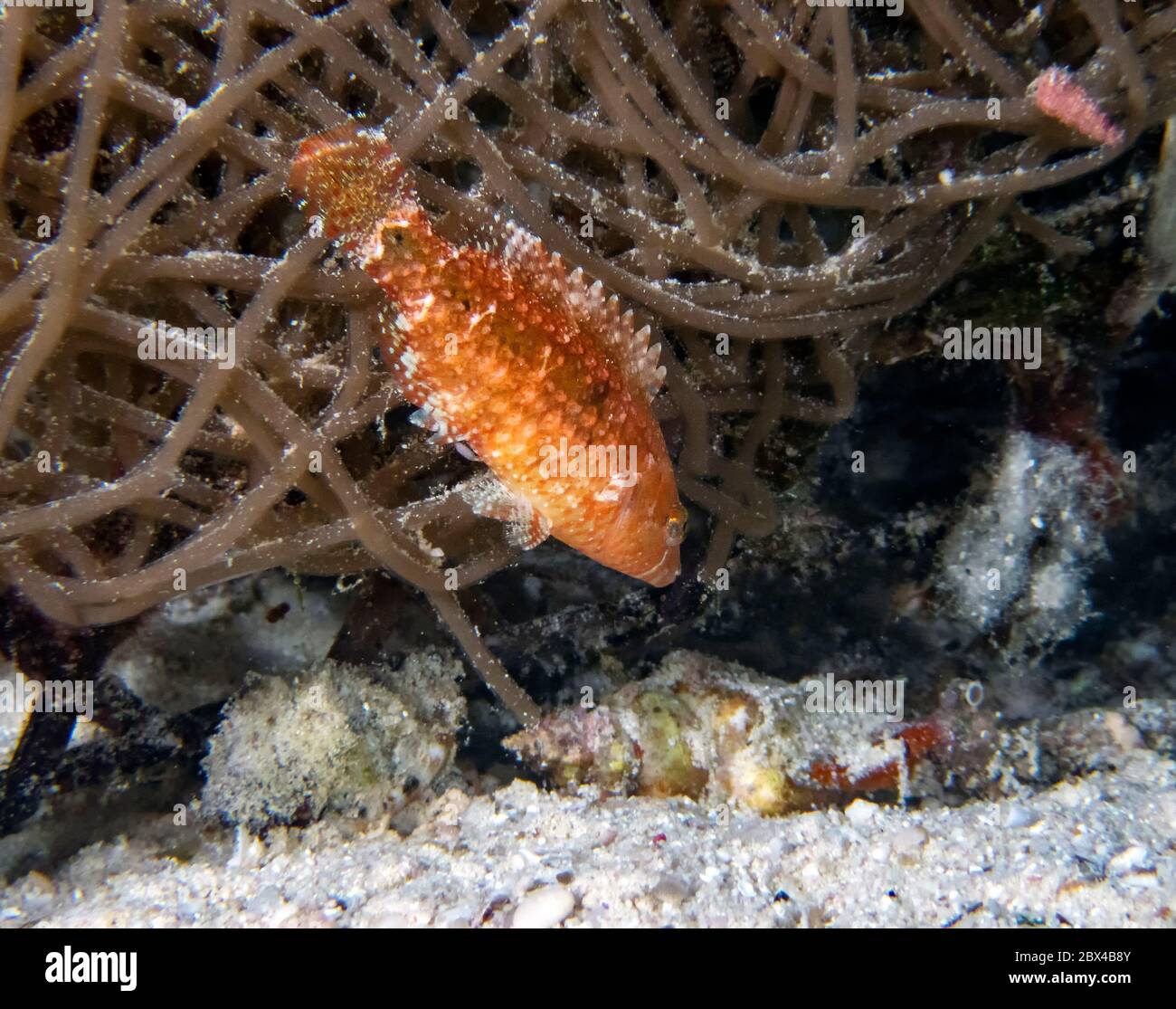 A Cryptic Wrasse (Pteragogus cryptus Stock Photo - Alamy
