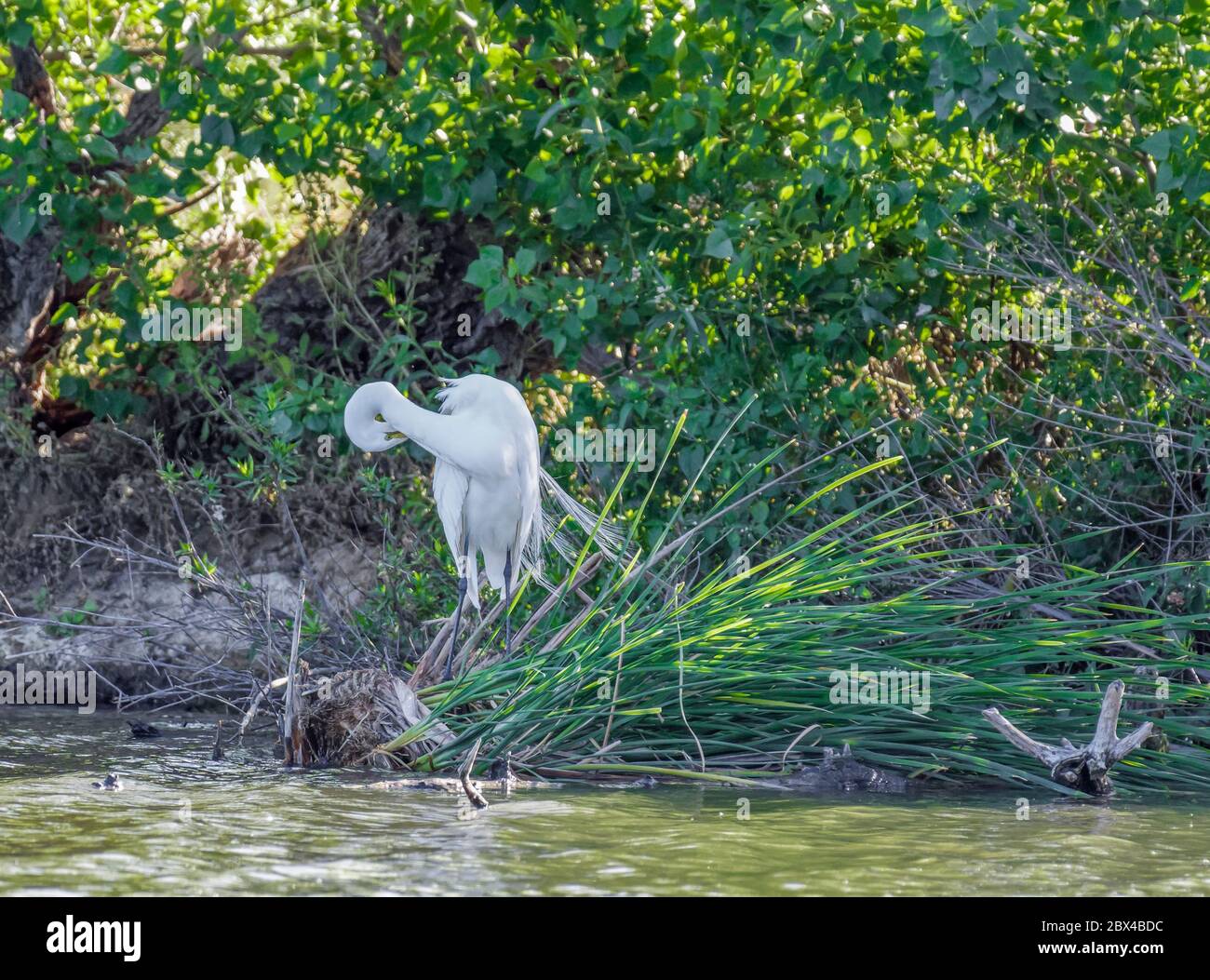 Balboa Landing High Resolution Stock Photography and Images - Alamy