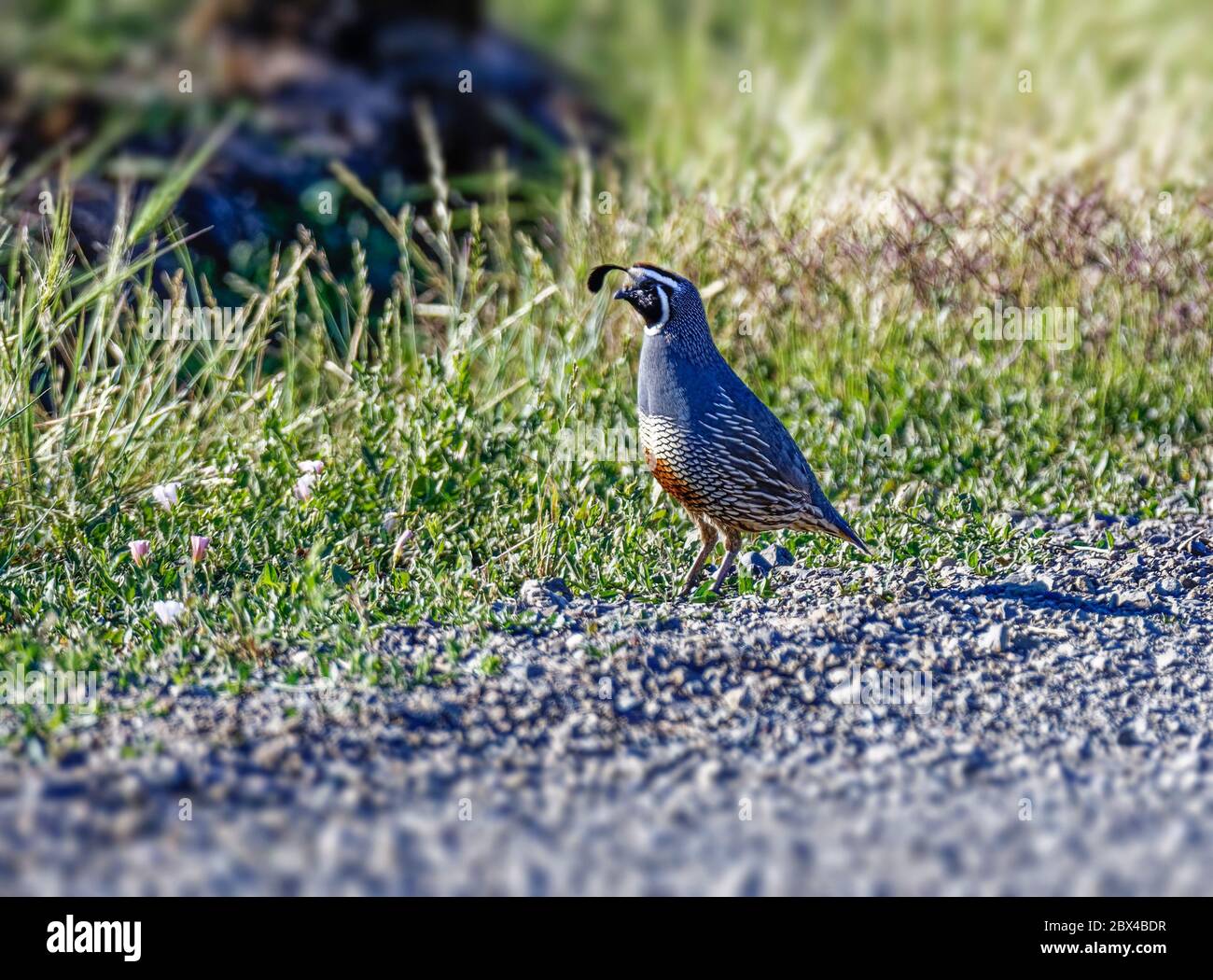 California quail (Callipepla californica) in Lake Berryessa CA USA ...