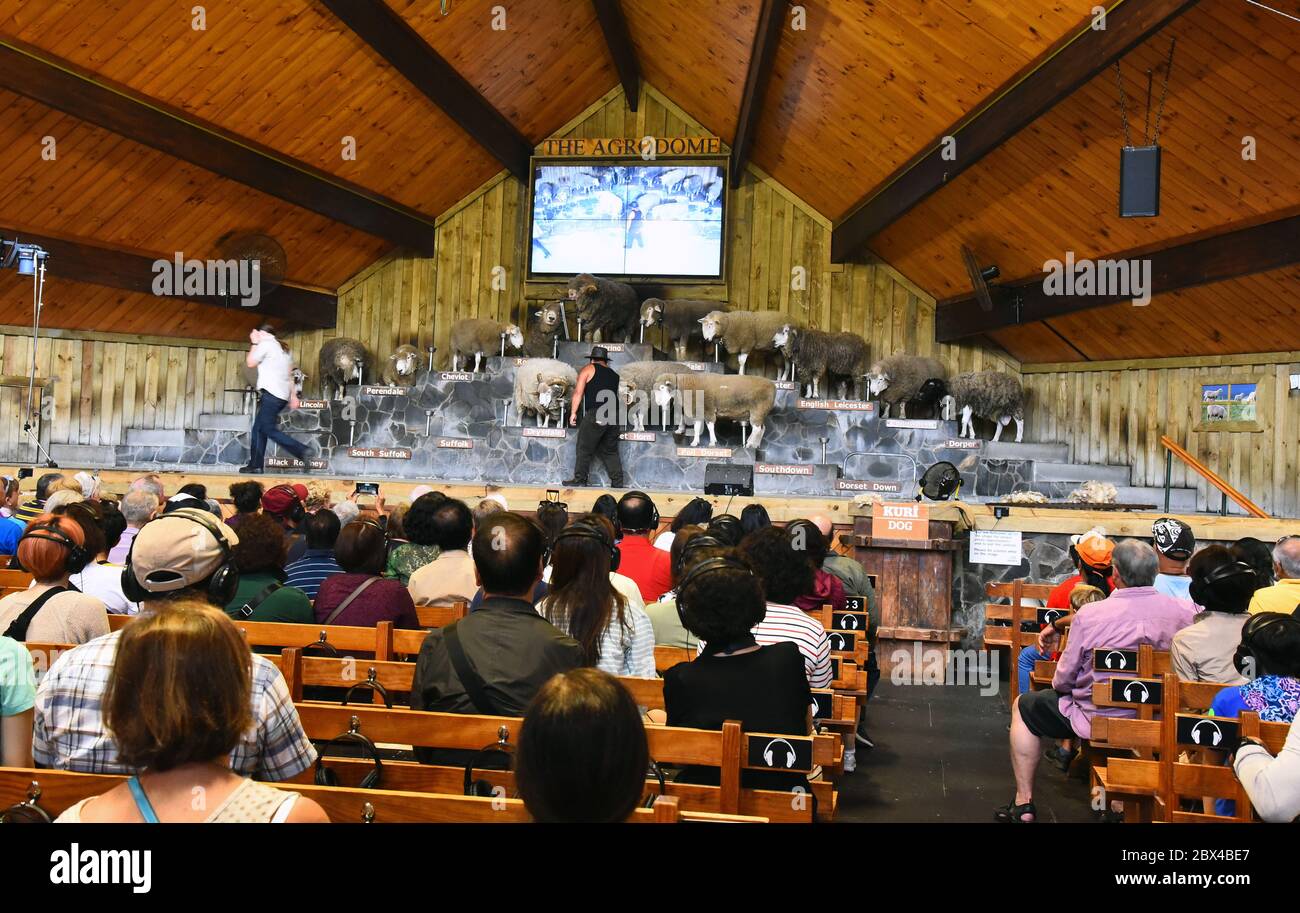 agrodome sheep show,new zealand Stock Photo - Alamy