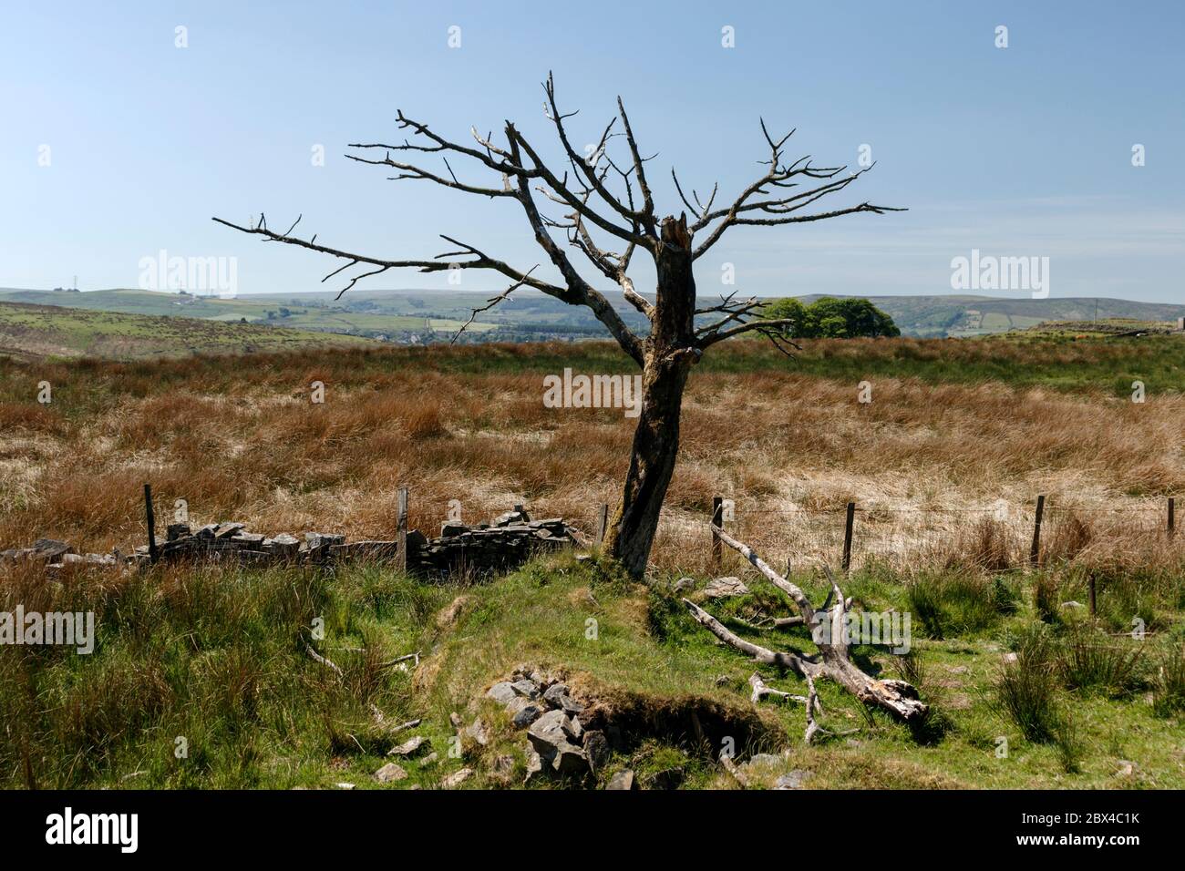 Lone tree at Belthorn Stock Photo - Alamy