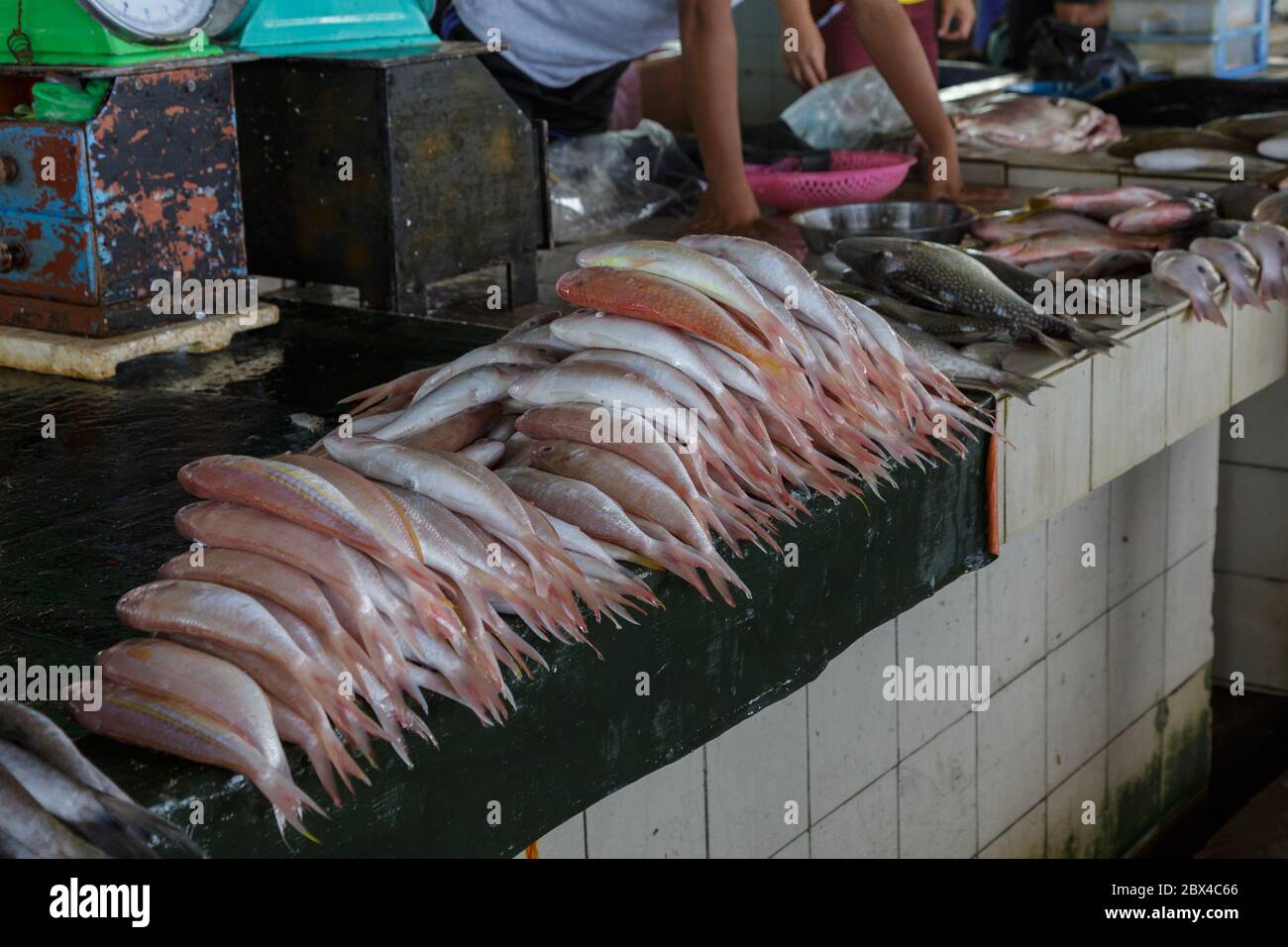 Fresh fish from sea was display at Fresh fish market at Kota Kinabalu ...