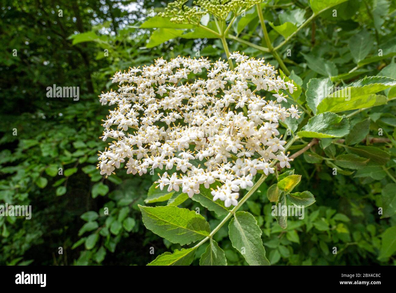 European Elder or European Black Elderberry, (Sambucus nigra ...