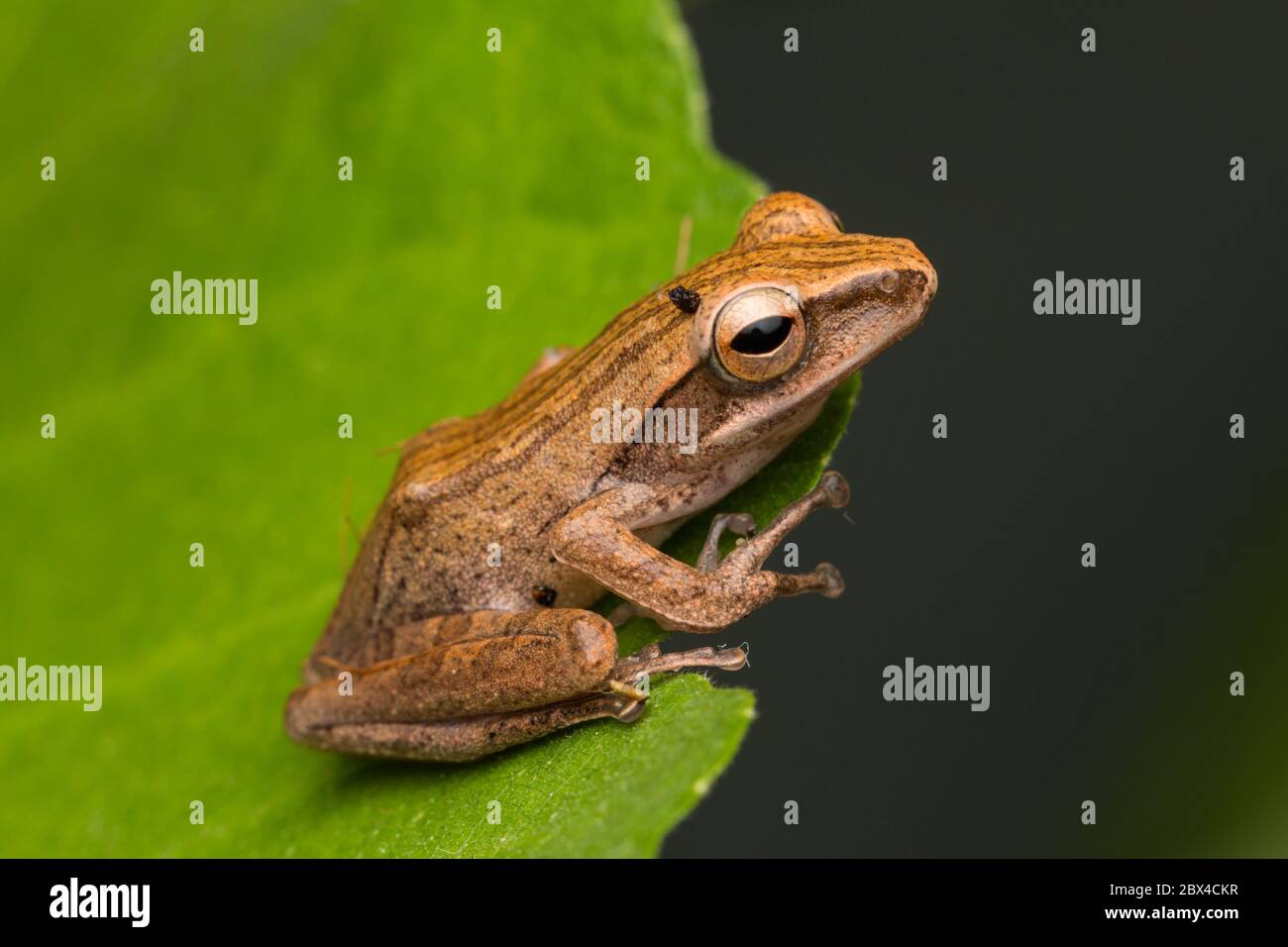 Beautiful Frog at Borneo-nature wildlife concept Stock Photo - Alamy