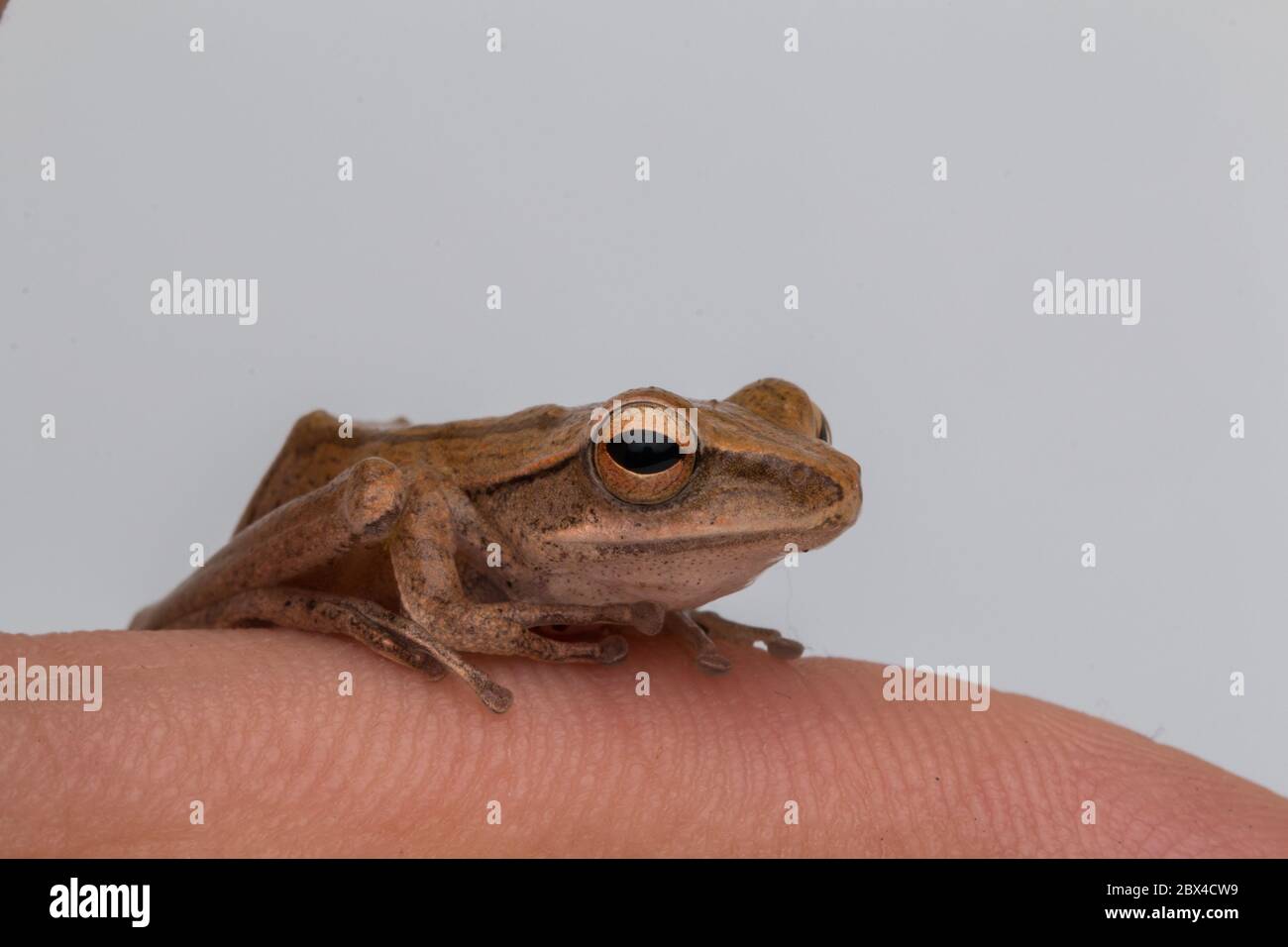 Beautiful Frog Isolated on White background at Borneo Stock Photo - Alamy