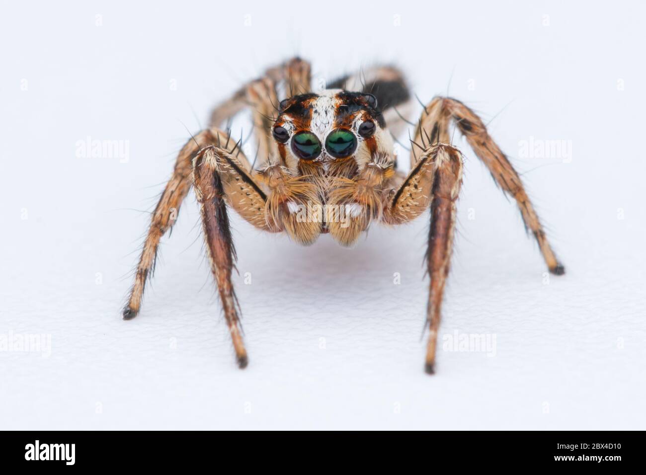 Jumping Spider isolated on White background Stock Photo - Alamy