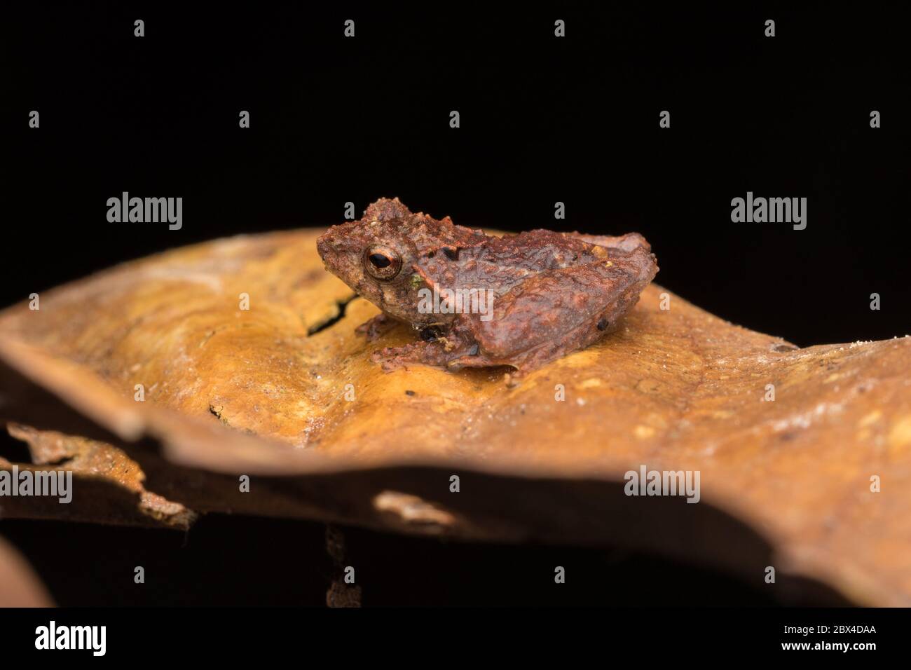 A frog Lying on the leaf - Nature wildlife concept Stock Photo - Alamy
