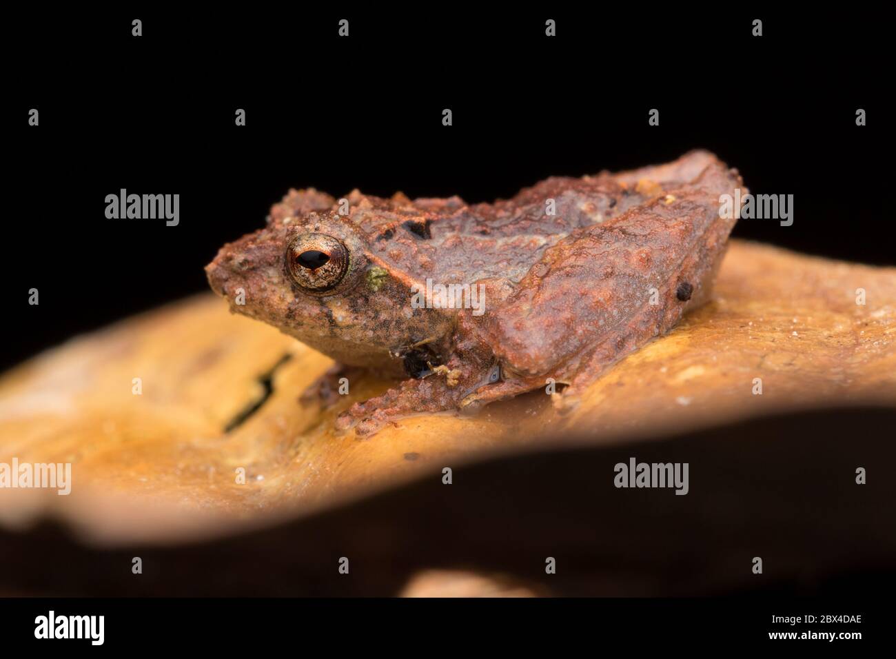 A frog Lying on the leaf - Nature wildlife concept Stock Photo - Alamy