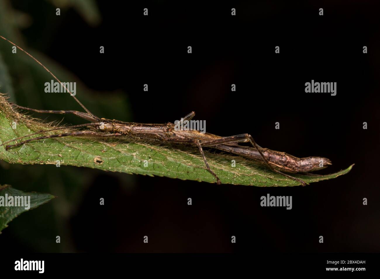 a huge brown stick insect in Borneo jungle - Nature wildlife concept ...