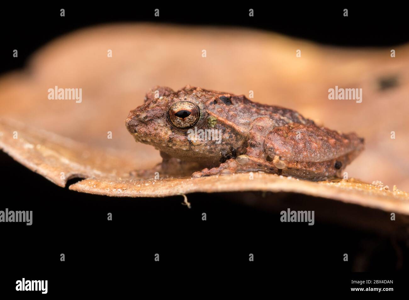 A frog Lying on the leaf - Nature wildlife concept Stock Photo - Alamy