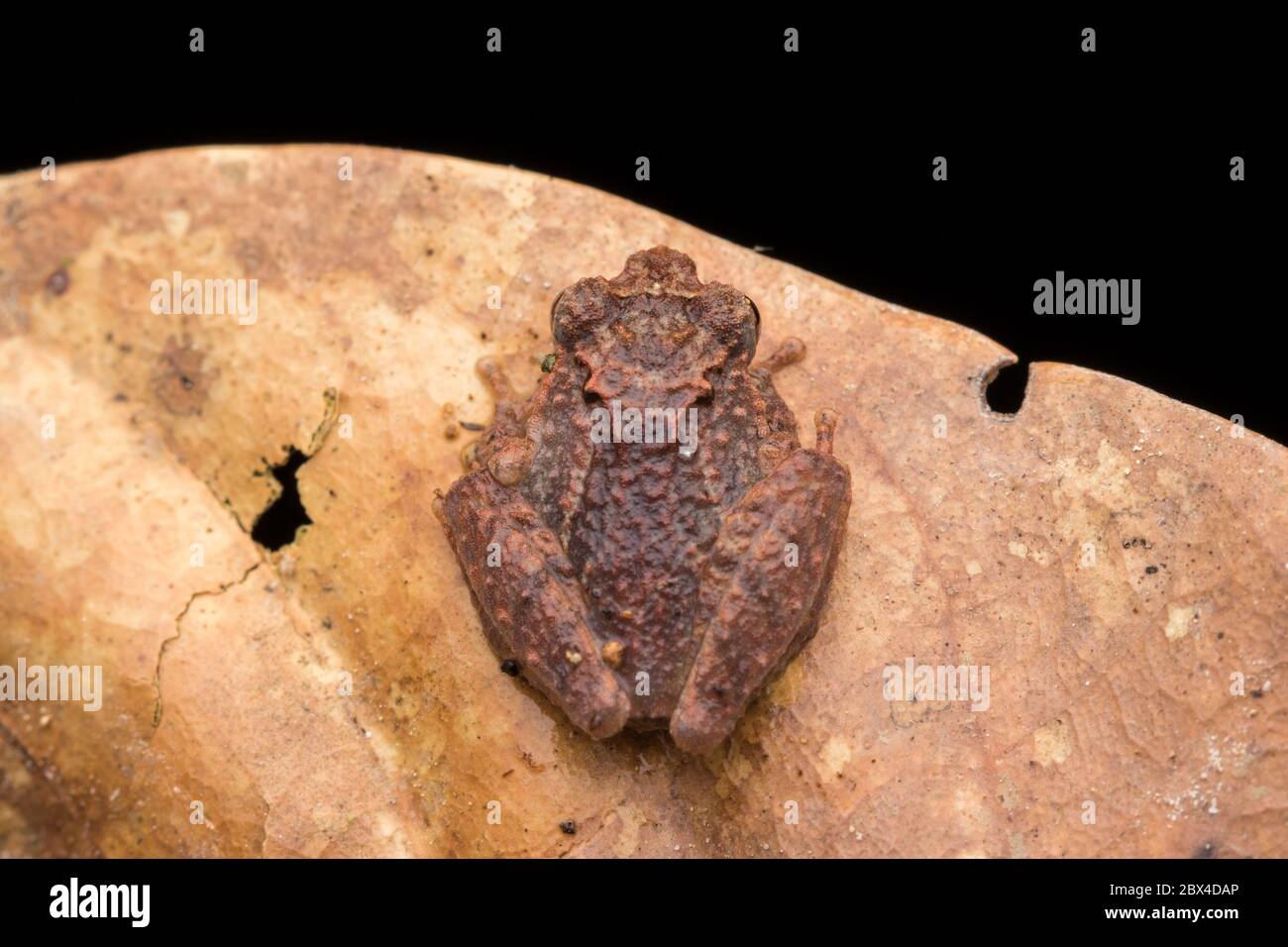 A frog Lying on the leaf - Nature wildlife concept Stock Photo - Alamy