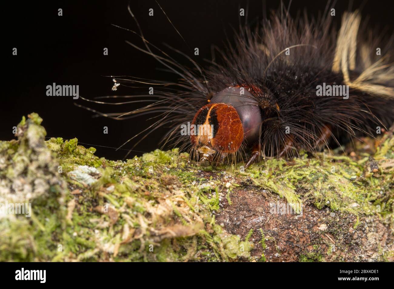 Macro image of beautiful Caterpillar from Sabah, Borneo-Nature wildlife ...