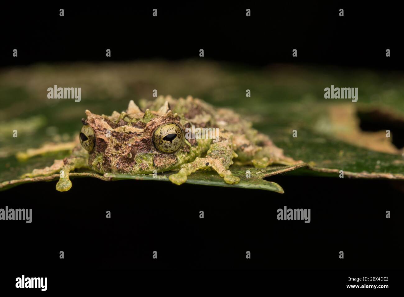 Macro Image of Mossy Tree Frog: Rhacophorus everetti. Sabah, Borneo ...