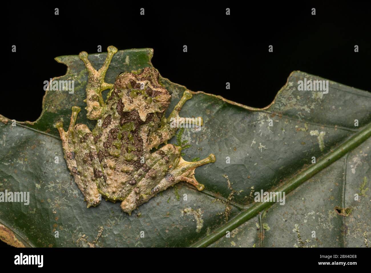 Macro Image of Mossy Tree Frog: Rhacophorus everetti. Sabah, Borneo ...