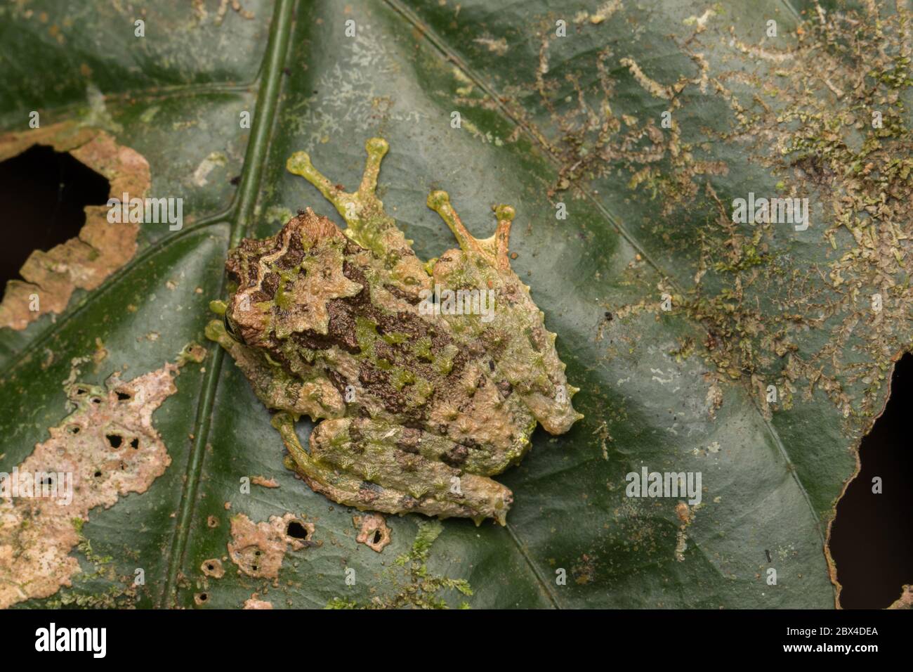 Macro Image of Mossy Tree Frog: Rhacophorus everetti. Sabah, Borneo ...