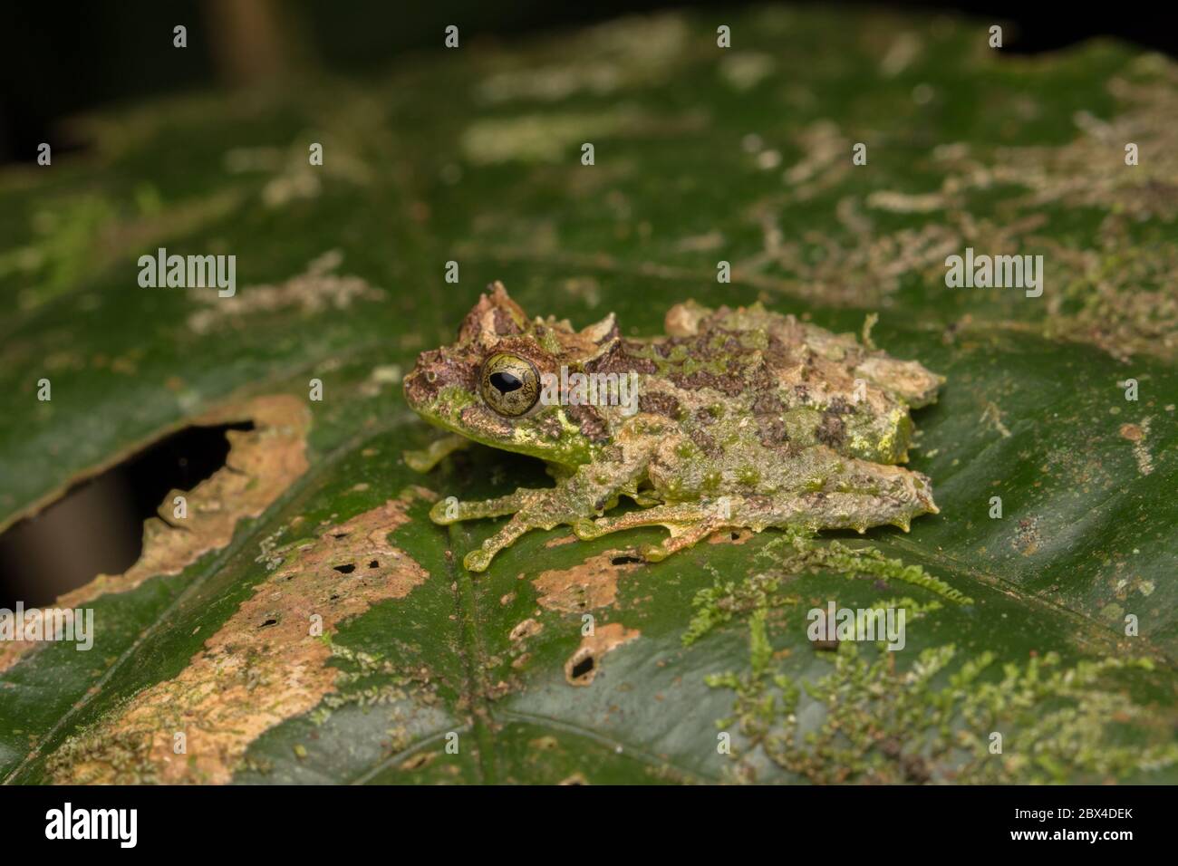 Macro Image of Mossy Tree Frog: Rhacophorus everetti. Sabah, Borneo ...