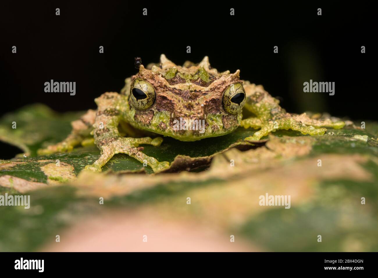 Macro Image of Mossy Tree Frog: Rhacophorus everetti. Sabah, Borneo ...