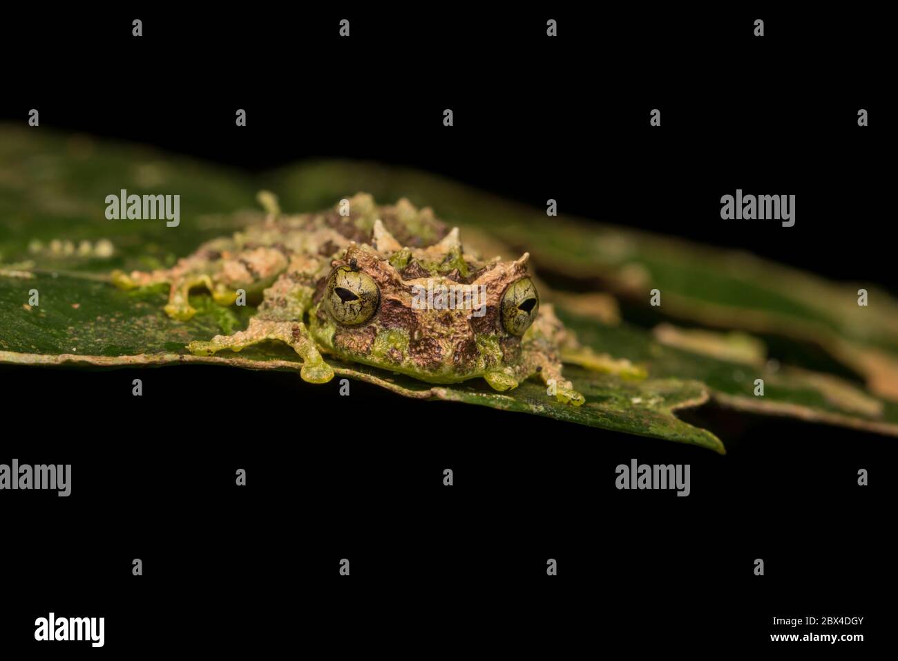 Macro Image of Mossy Tree Frog: Rhacophorus everetti. Sabah, Borneo ...