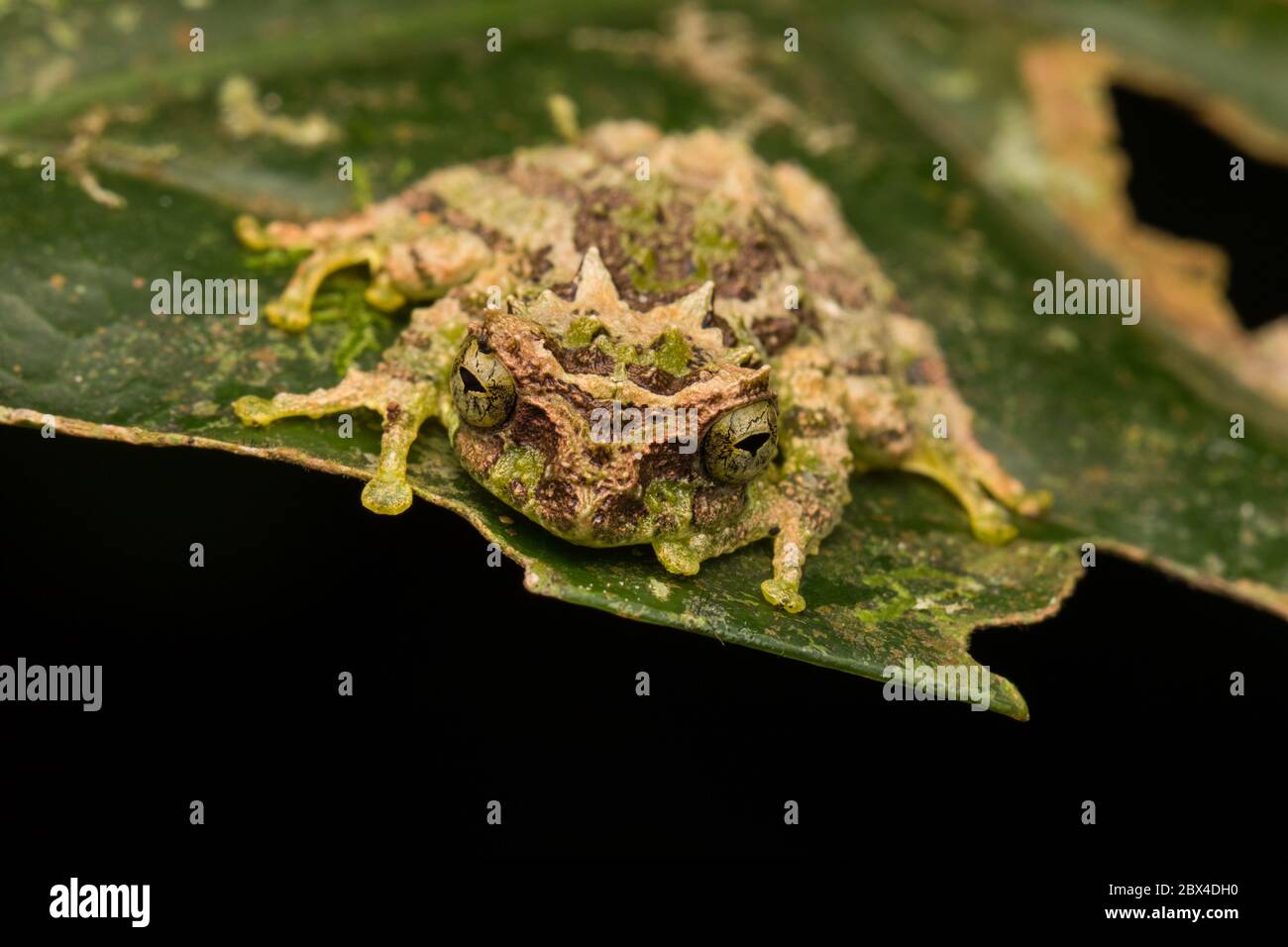 Frog leap black background hi-res stock photography and images - Alamy