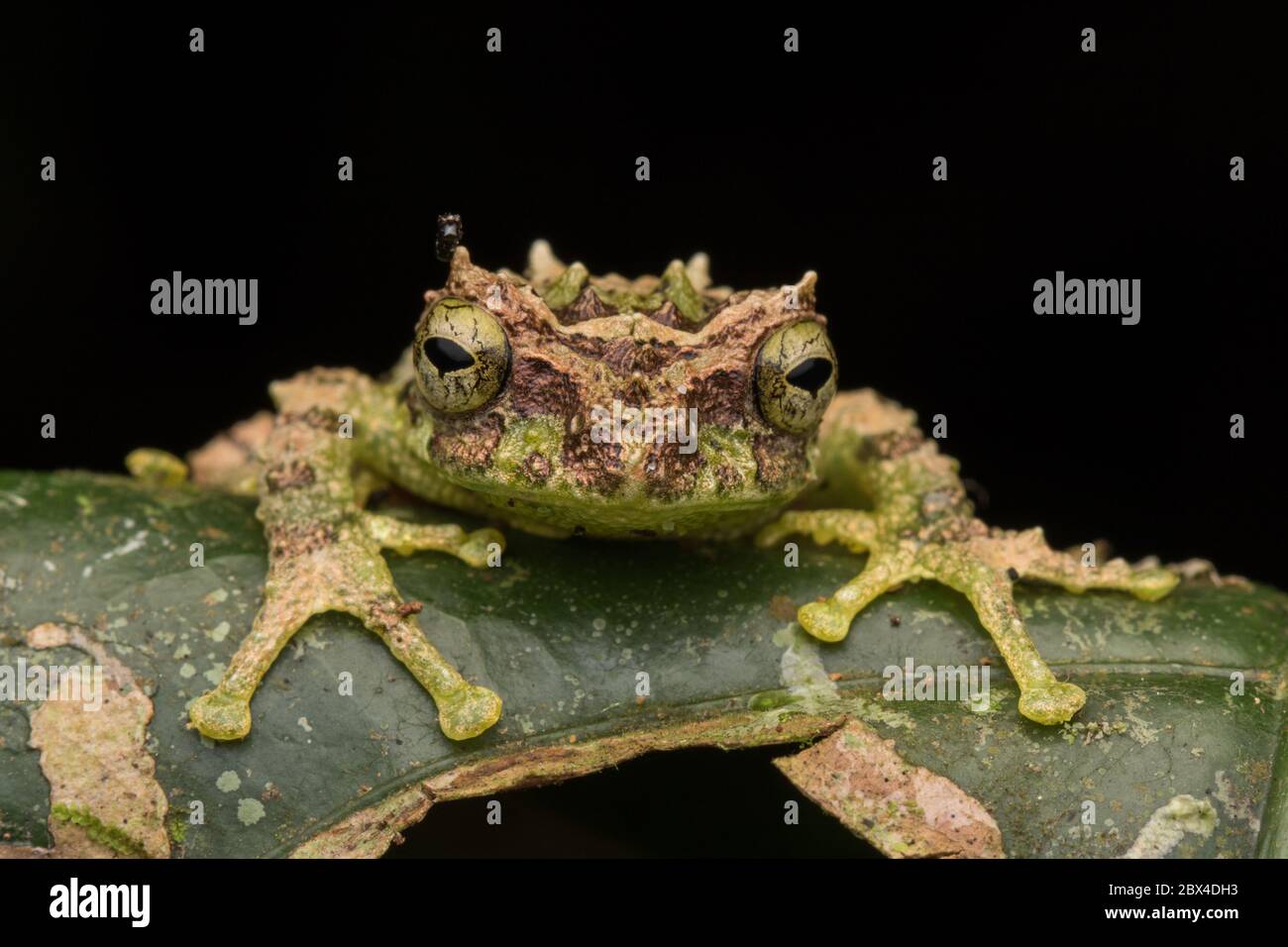 Macro Image of Mossy Tree Frog: Rhacophorus everetti. Sabah, Borneo ...