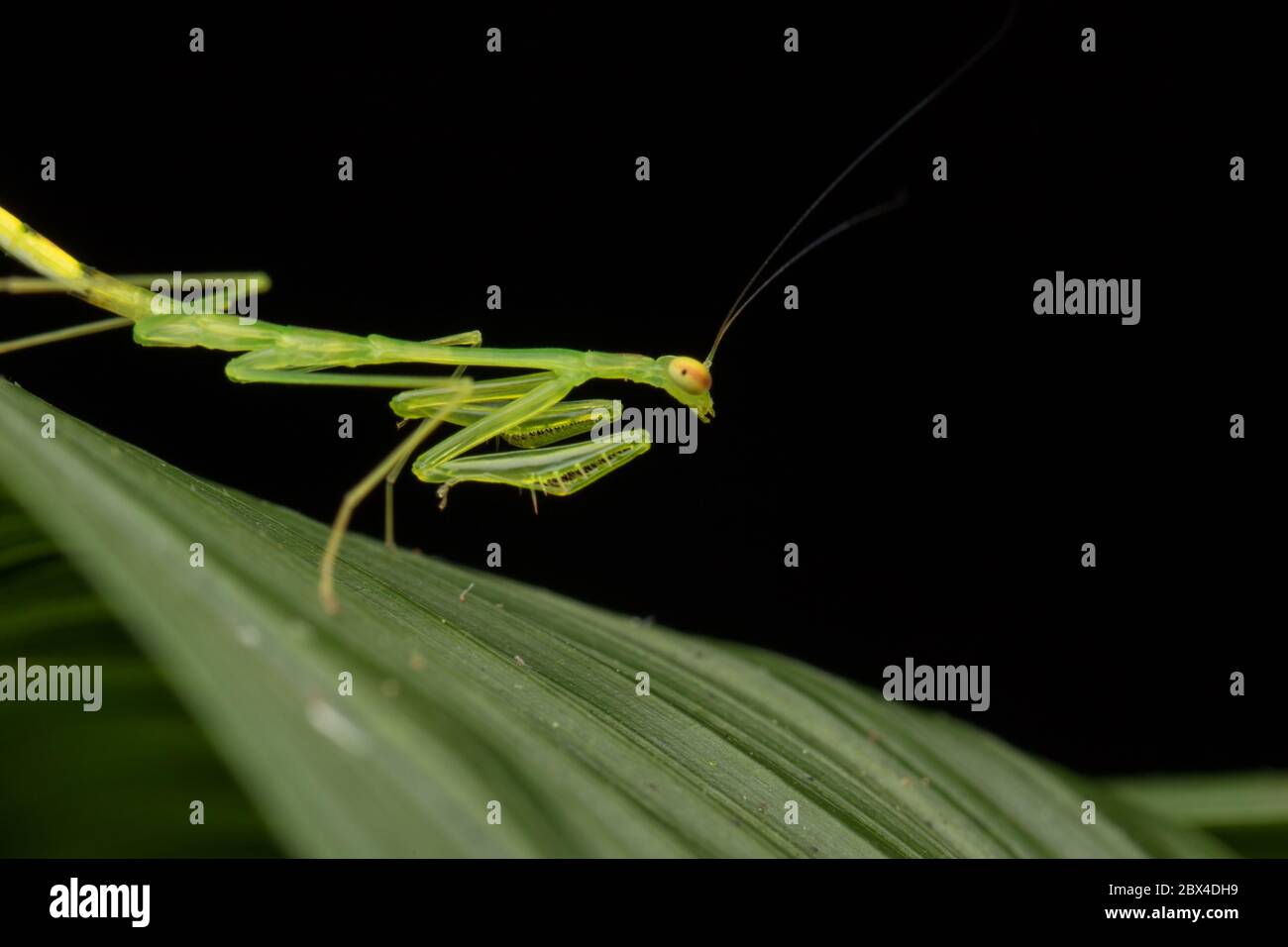 Wildlife scene of green mantis on leaf at Borneo Island-Nature wildlife ...
