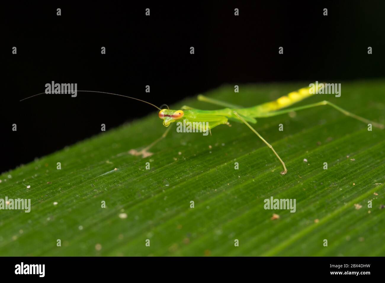Wildlife scene of green mantis on leaf at Borneo Island-Nature wildlife ...
