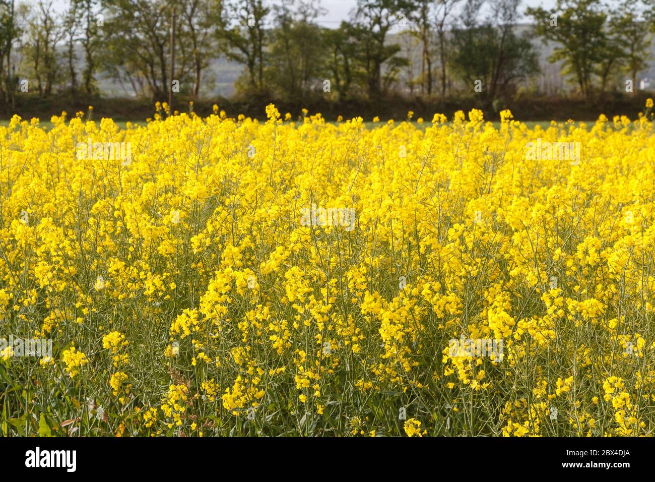 Field of canola with yellow flowers in Brittany during spring Stock ...