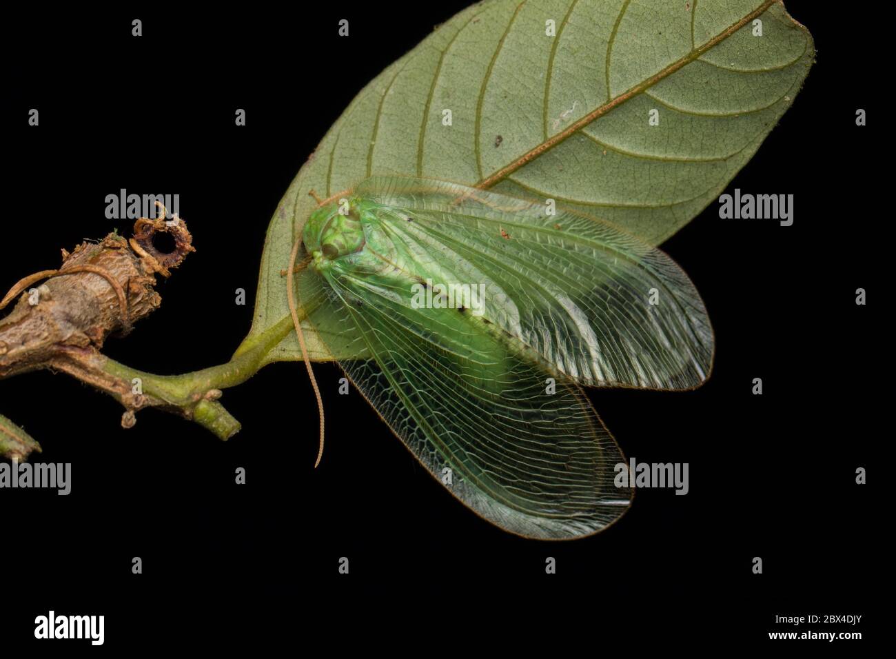 Green Lacewing Moth , Green Lacewing Moth of Borneo Island-nature ...