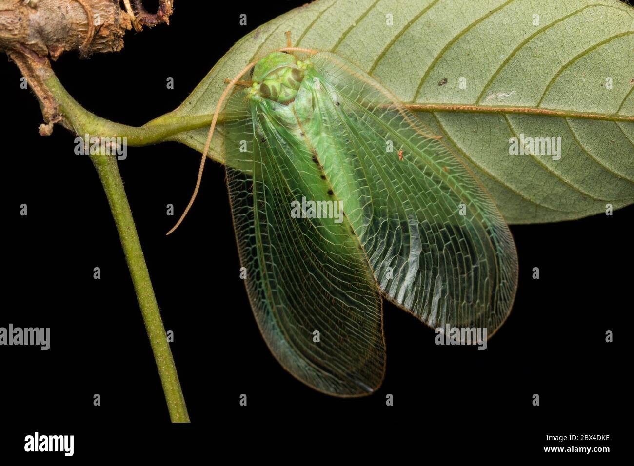 Green Lacewing Moth , Green Lacewing Moth of Borneo Island-nature ...