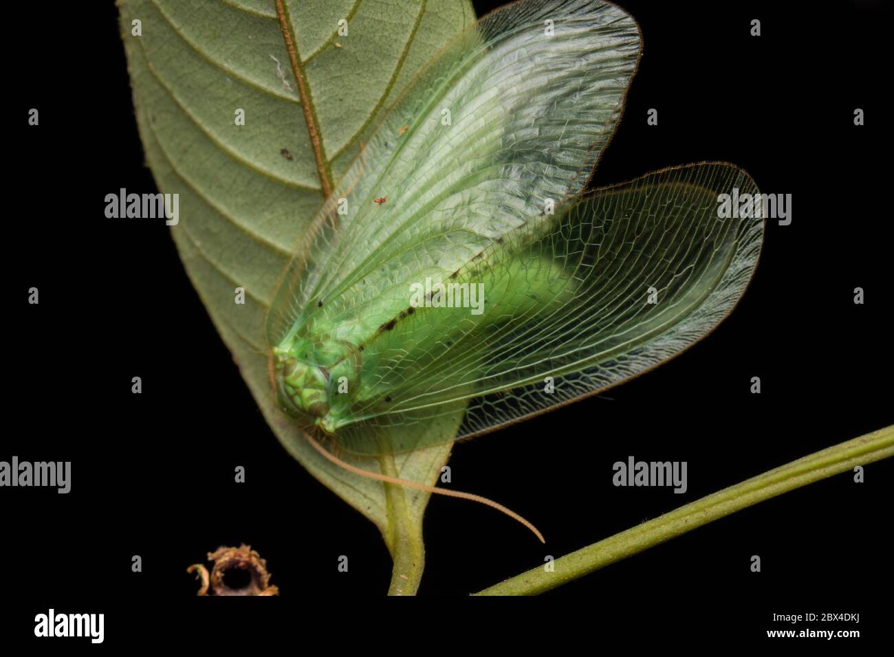 Green Lacewing Moth , Green Lacewing Moth of Borneo Island-nature ...
