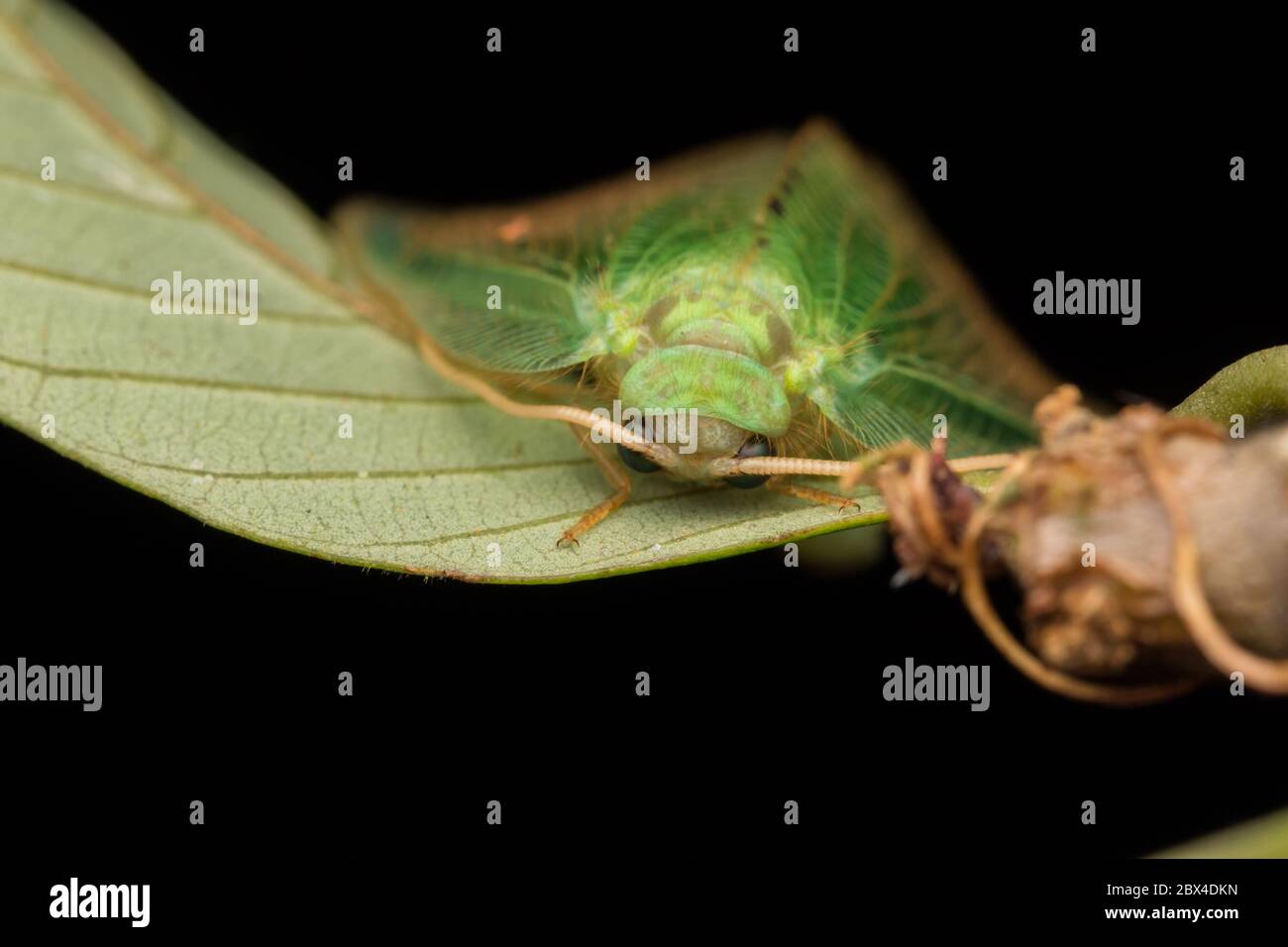 Green Lacewing Moth , Green Lacewing Moth of Borneo Island-nature ...