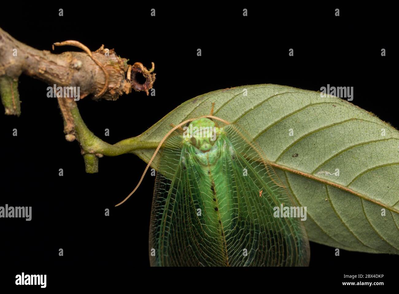 Green Lacewing Moth , Green Lacewing Moth of Borneo Island-nature ...
