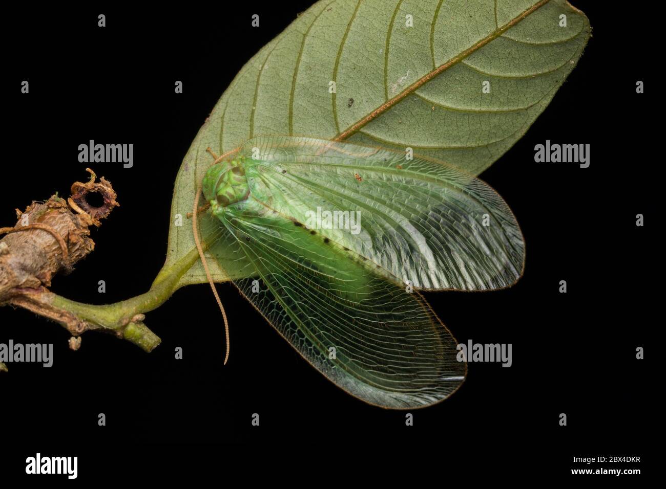 Green Lacewing Moth , Green Lacewing Moth of Borneo Island-nature ...