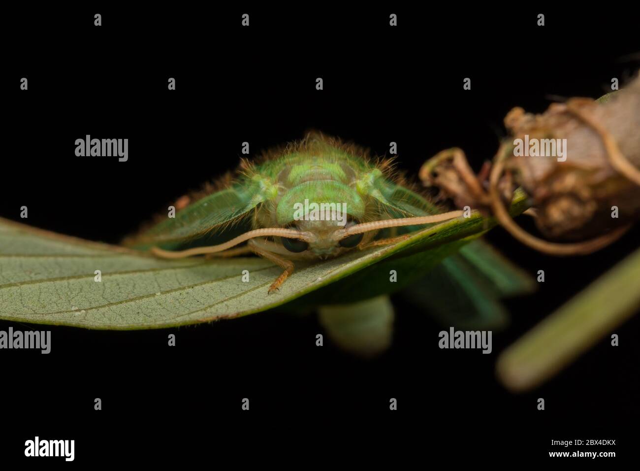 Green Lacewing Moth , Green Lacewing Moth of Borneo Island-nature ...