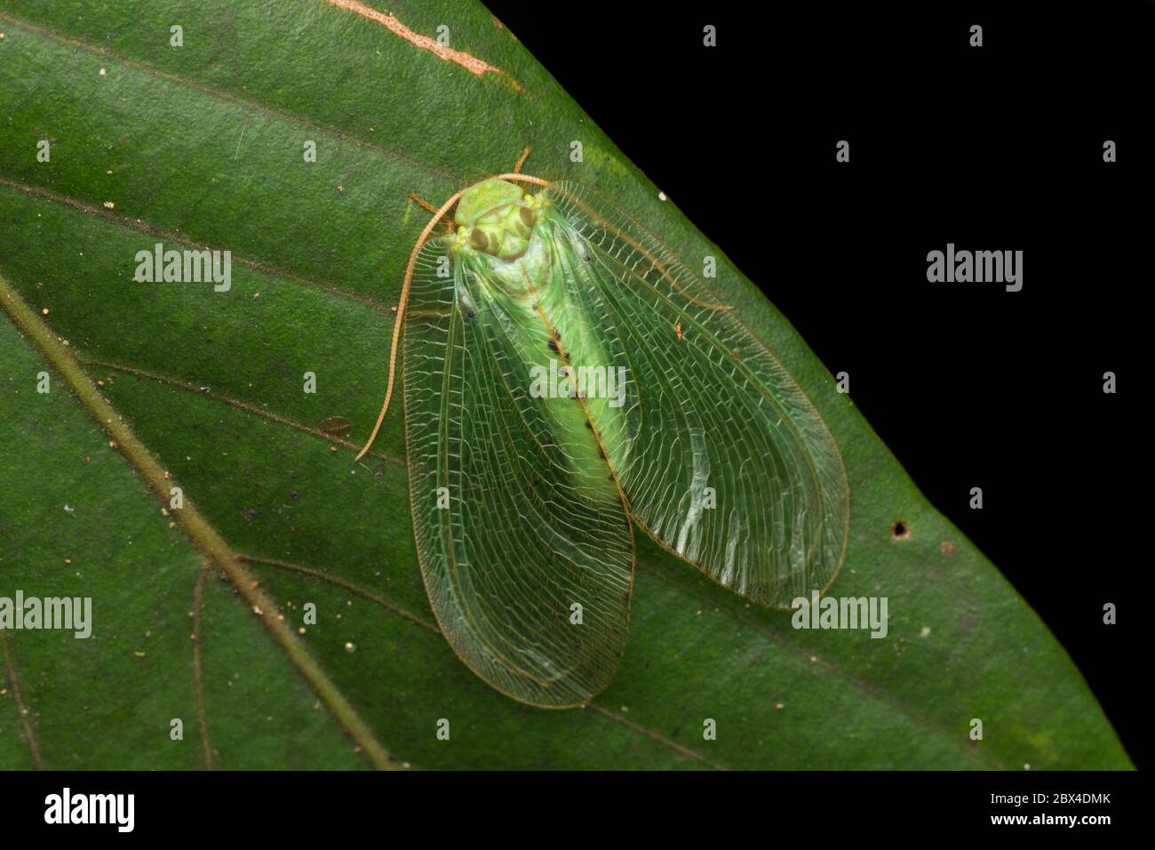 Green Lacewing Moth , Green Lacewing Moth of Borneo Island-nature ...